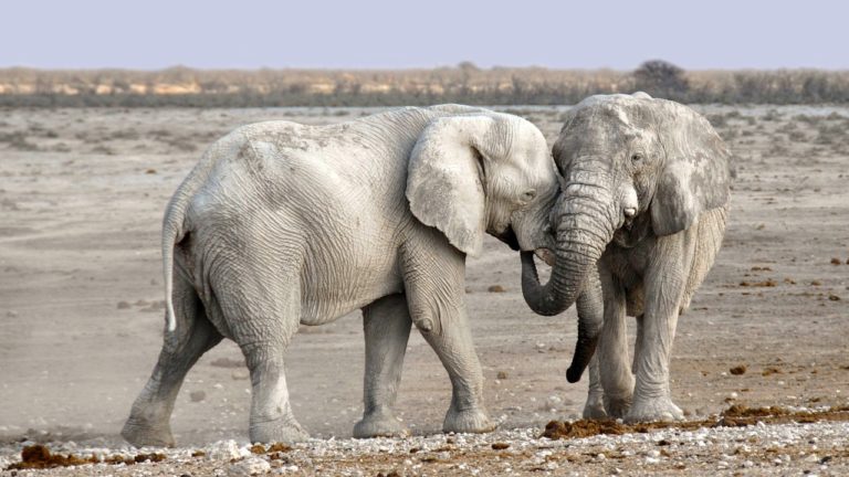 Do White Elephants Exist? - Animal Hype