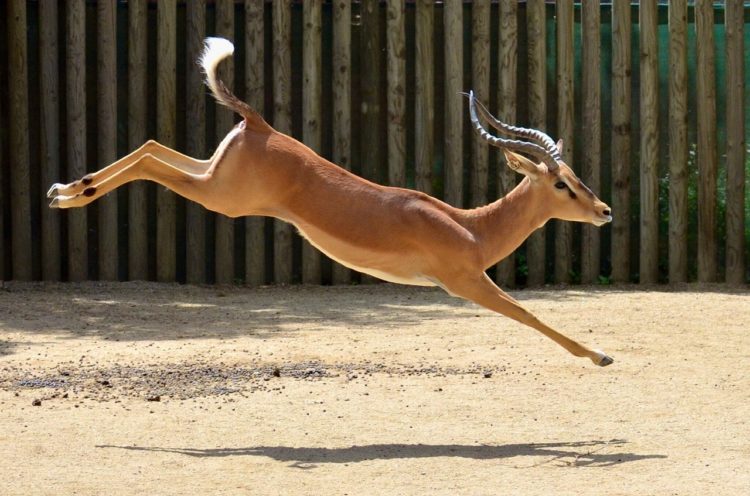 Jumping Ability of Mammals - Animal Hype