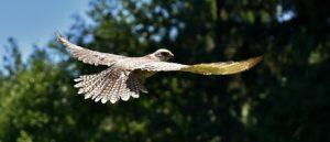 Was the Roc a Real Bird? - Animal Hype