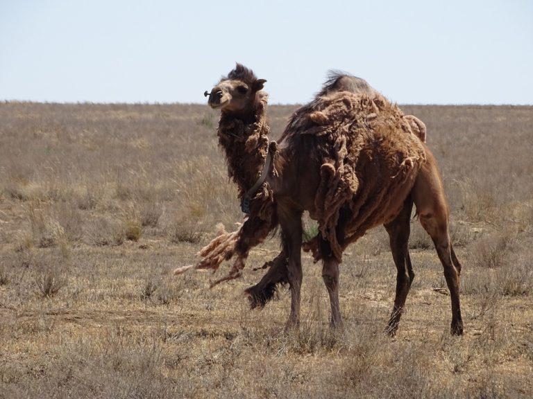 Are There Any Wild Camels in the United States? - Animal Hype