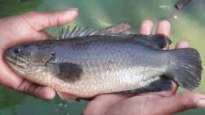 Fish That Climb Trees - Animal Hype