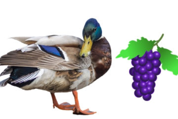 Animal Hype – Fun facts about your favorite animal