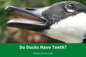 Do Ducks Have Teeth? The Quacky Truth! - Animal Hype