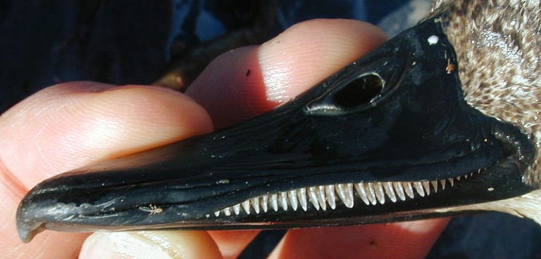 Do Ducks Have Teeth? The Quacky Truth! - Animal Hype