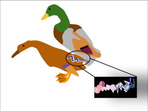 How Do Ducks Mate? The Quacking Romance! - Animal Hype