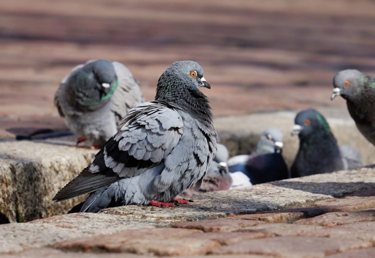 What Do Pigeons Eat? Pigeon Peckings Revealed! - Animal Hype