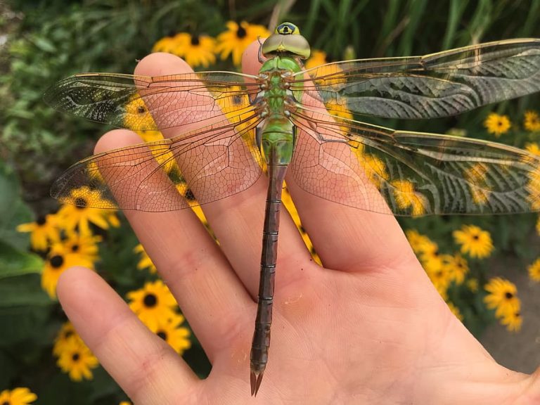 Do Dragonflies Bite or Sting? Nature's Helicopter Secrets! - Animal Hype