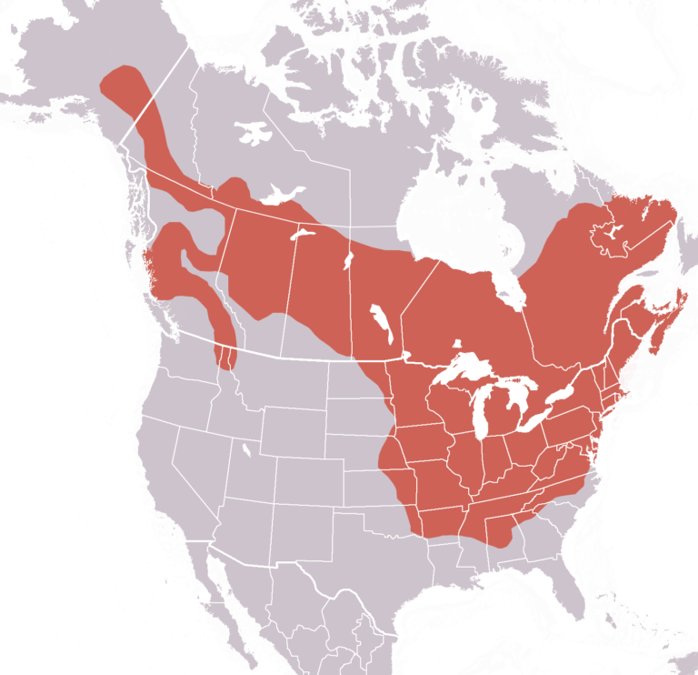 Where Do Groundhogs Live? An Exploration of Their Habitat - Animal Hype