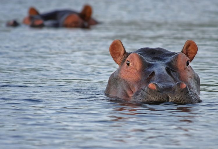 How Fast Can A Hippo Swim? - Animal Hype
