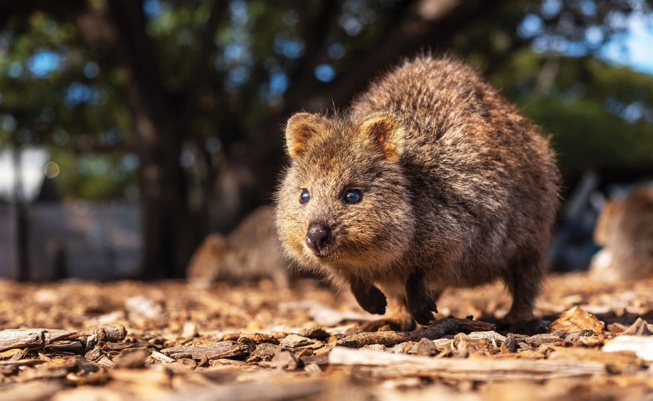 ¿Dónde viven los quokkas? – Animalisimo