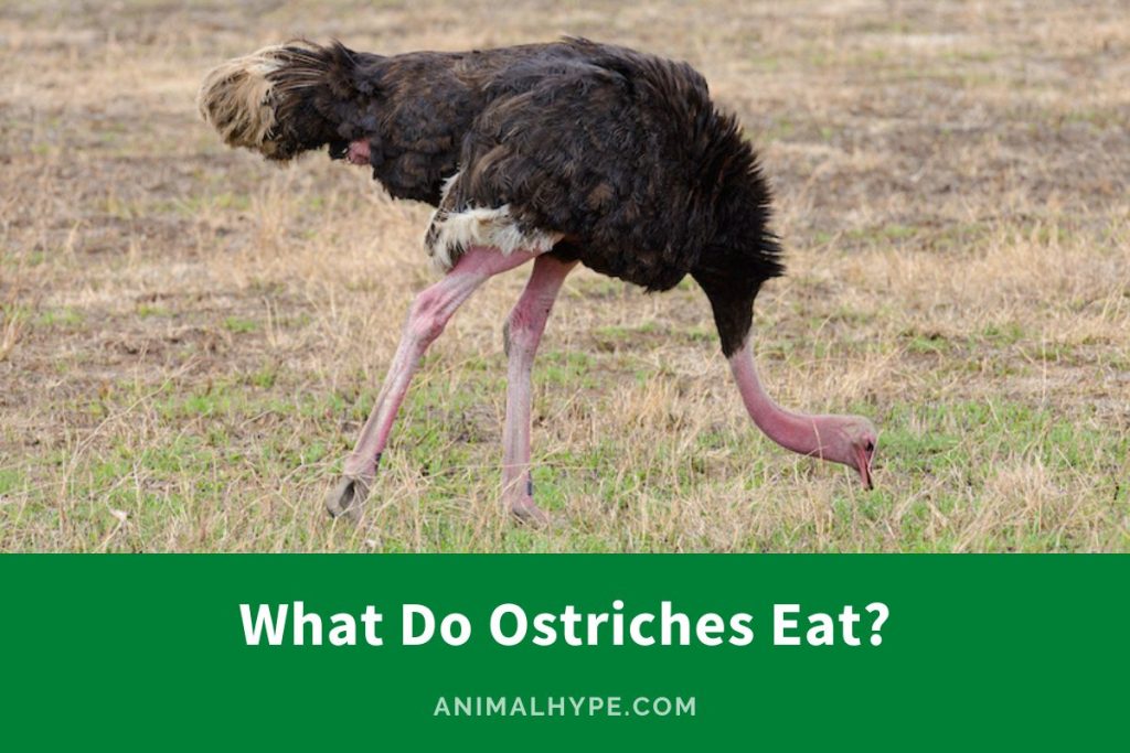 What Do Ostriches Eat? Big Bird, Big Appetite! - Animal Hype