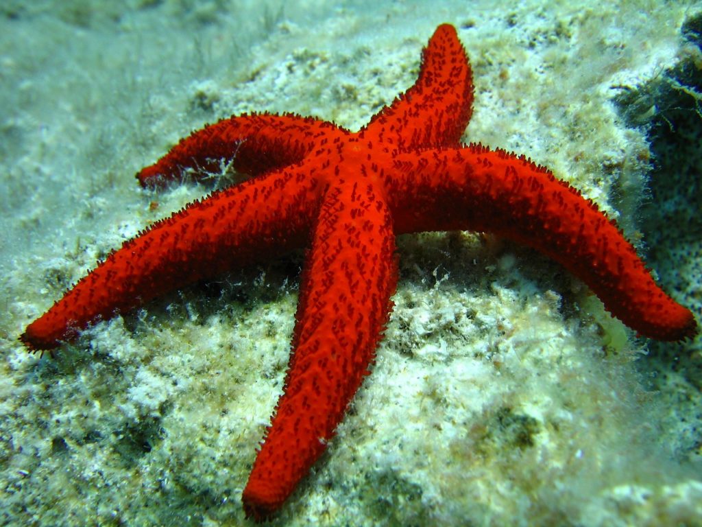 What Do Starfish Eat? Feeding Starfish In Aquarium - Animal Hype