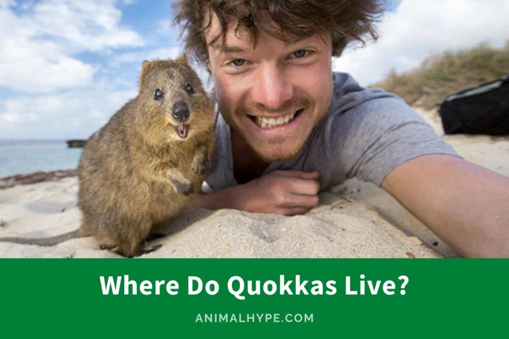 Where Do Quokkas Live? The Search for Selfie Stars - Animal Hype