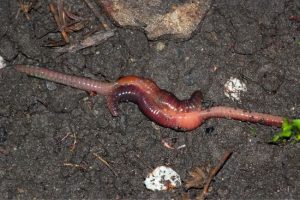 How Do Worms Reproduce? Nature’s Underground Secret - Animal Hype