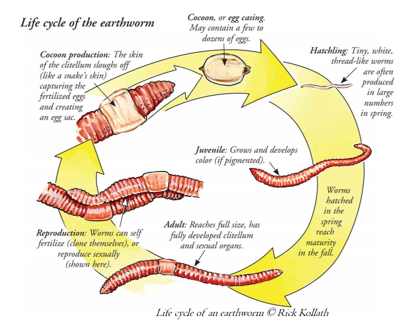 How Do Worms Reproduce? Nature’s Underground Secret - Animal Hype