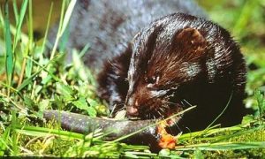 What Do Minks Eat? Wetland Diets Decoded - Animal Hype