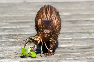 What Do Minks Eat? Wetland Diets Decoded - Animal Hype