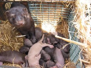 What Do Minks Eat? Wetland Diets Decoded - Animal Hype
