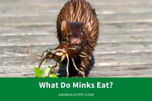 What Do Minks Eat? Wetland Diets Decoded - Animal Hype