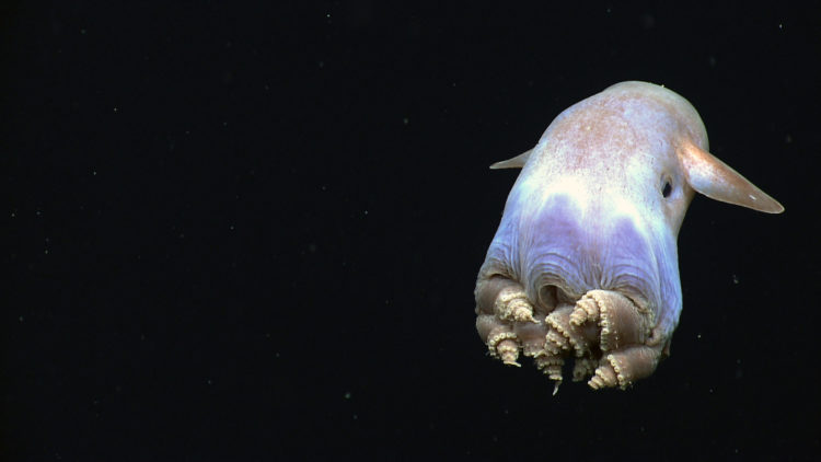 54 Interesting Facts About Dumbo Octopus - Animal Hype
