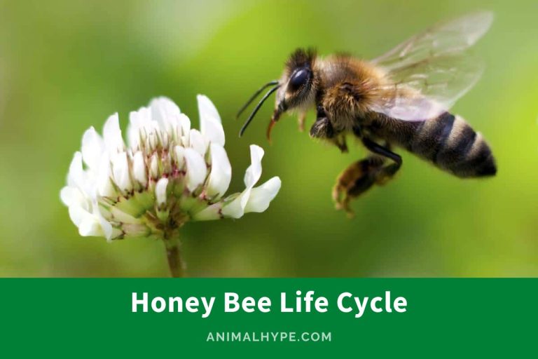 Honey Bee Life Cycle: Buzzing Through the Stages of Life - Animal Hype