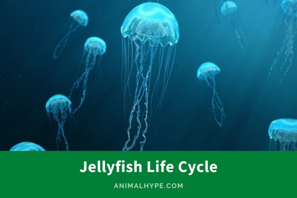 Jellyfish Life Cycle: Drifting Through the Stages of Life - Animal Hype