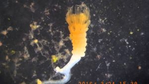 Jellyfish Life Cycle: Drifting Through the Stages of Life - Animal Hype