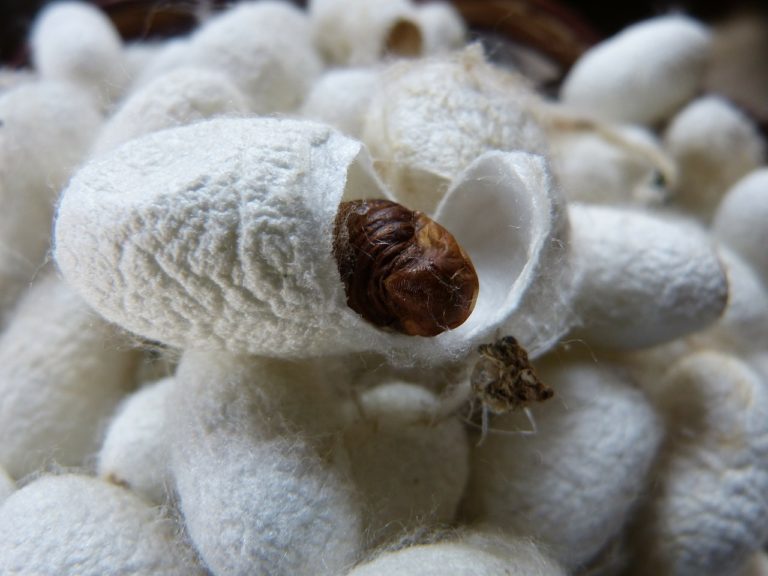 Life Cycle of a Silkworm: From Tiny Eggs to Silken Threads - Animal Hype