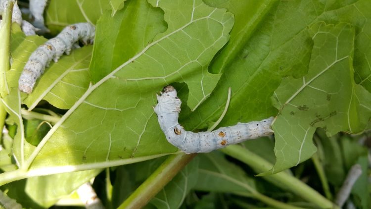Life Cycle of a Silkworm: From Tiny Eggs to Silken Threads - Animal Hype