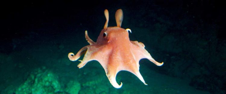 54 Interesting Facts About Dumbo Octopus - Animal Hype