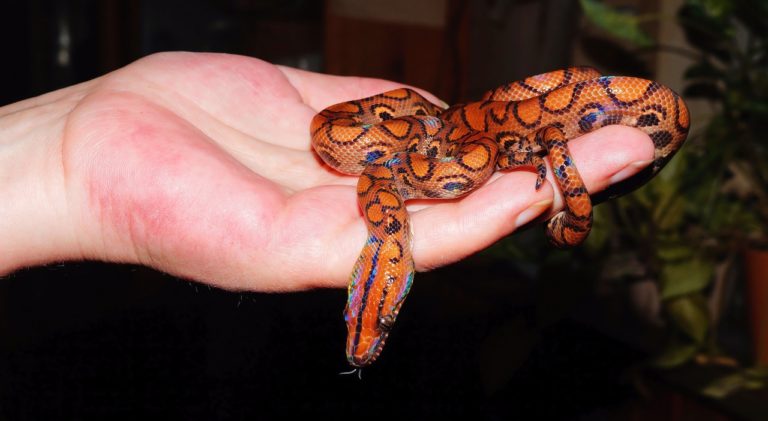 47 Interesting Facts About Brazilian Rainbow Boa Snake - Animal Hype