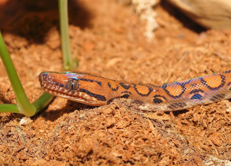 47 Interesting Facts About Brazilian Rainbow Boa Snake - Animal Hype