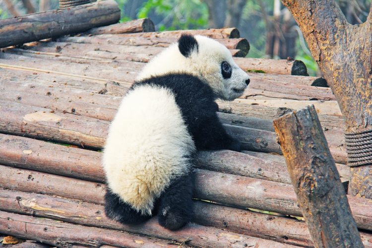 151 Cute and Funny Panda Names - Animal Hype
