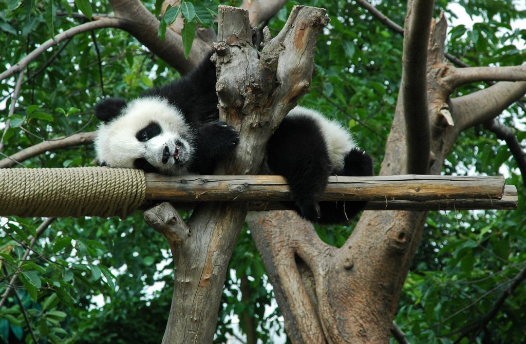 151 Cute and Funny Panda Names - Animal Hype