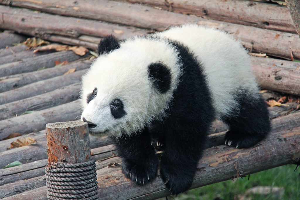 151 Cute and Funny Panda Names - Animal Hype
