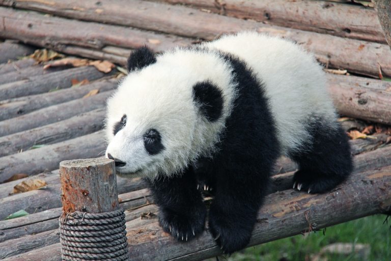 151 Cute and Funny Panda Names - Animal Hype
