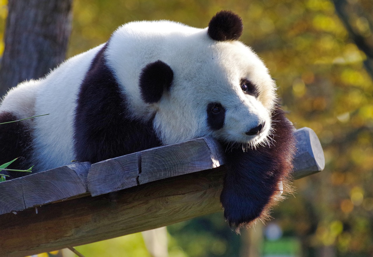151 Cute And Funny Panda Names Animal Hype 151 Cute And Funny Panda Names Animal Hype