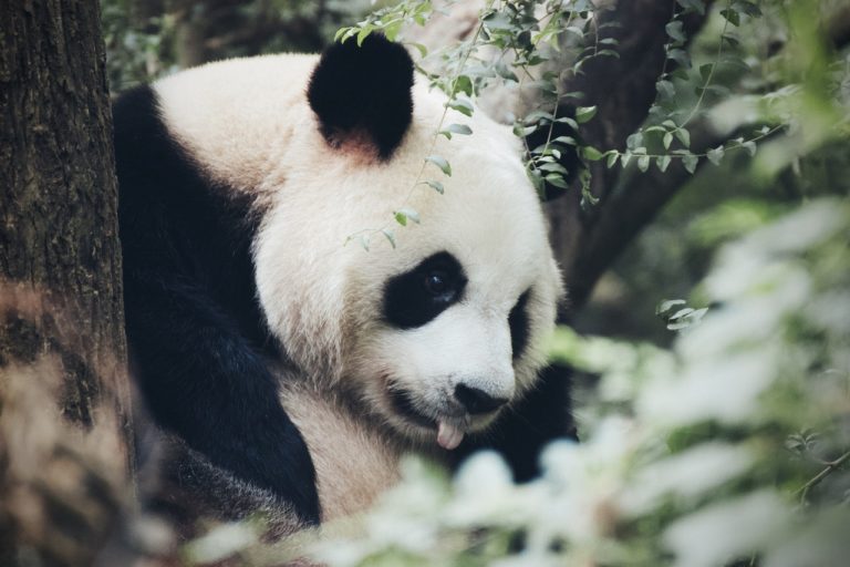 151 Cute and Funny Panda Names - Animal Hype