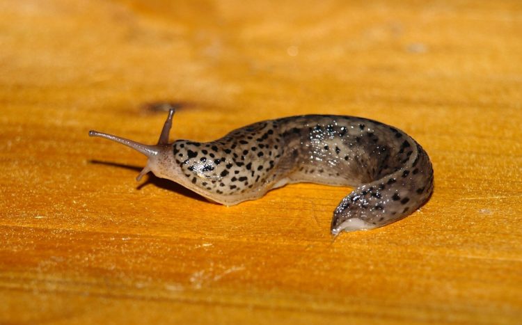 Do Slugs Bite? How Dangerous Are They? - Animal Hype