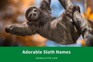 562 Quirky Sloth Names to Match Their Chill Vibe - Animal Hype