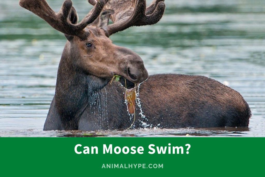 Can Moose Swim? Exploring Their Aquatic Adventures - Animal Hype