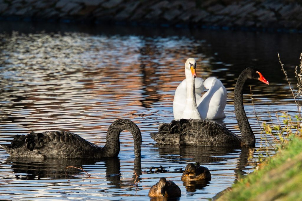 Do Swans Mate For Life? The Elegance of Everlasting Love - Animal Hype