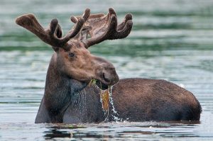 Can Moose Swim? Exploring Their Aquatic Adventures - Animal Hype