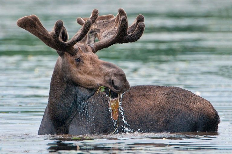 Can Moose Swim? Exploring Their Aquatic Adventures - Animal Hype