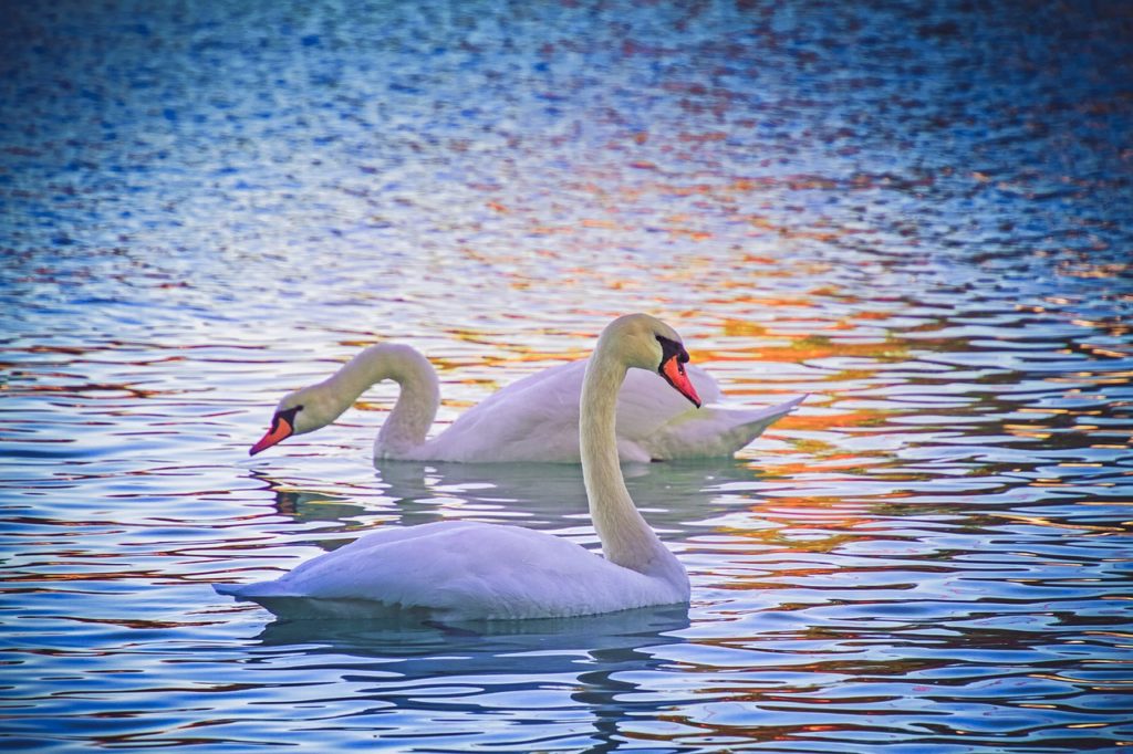 Do Swans Mate For Life? The Elegance of Everlasting Love - Animal Hype