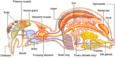 Do Butterflies Poop? - Animal Hype