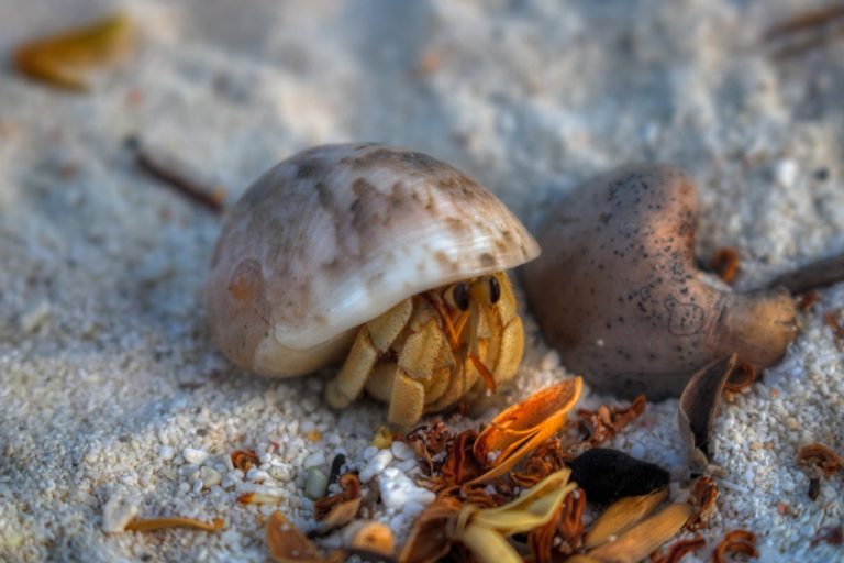 Do Hermit Crabs Sleep? - Animal Hype