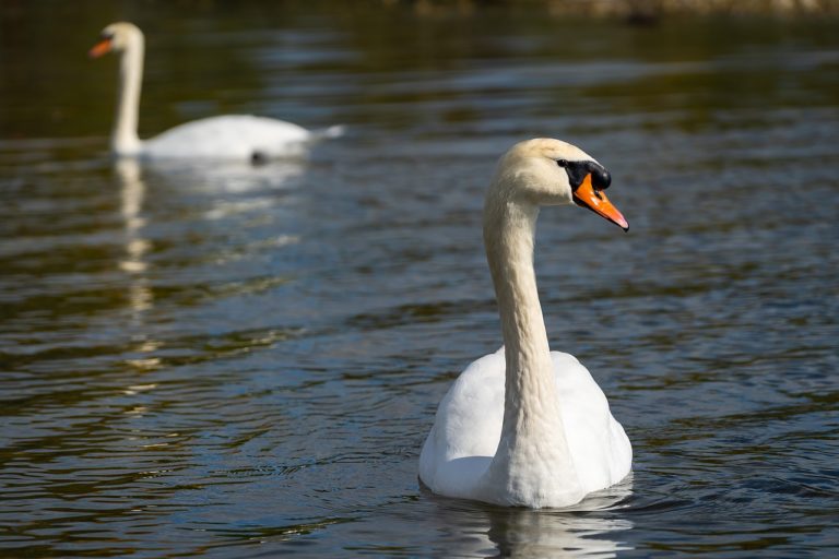 Do Swans Mate For Life? The Elegance of Everlasting Love - Animal Hype