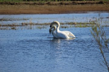 Do Swans Mate For Life? The Elegance of Everlasting Love - Animal Hype