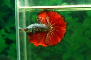 Do Betta Fish Sleep? Insights into the Resting Betta - Animal Hype